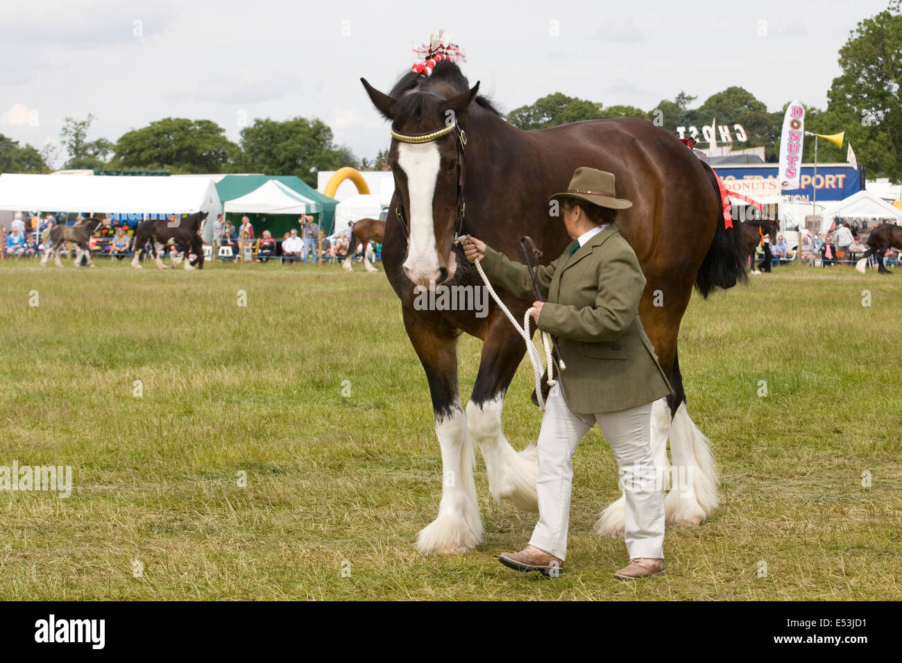 Shire horse in hand hi-res stock photography and images - Alamy