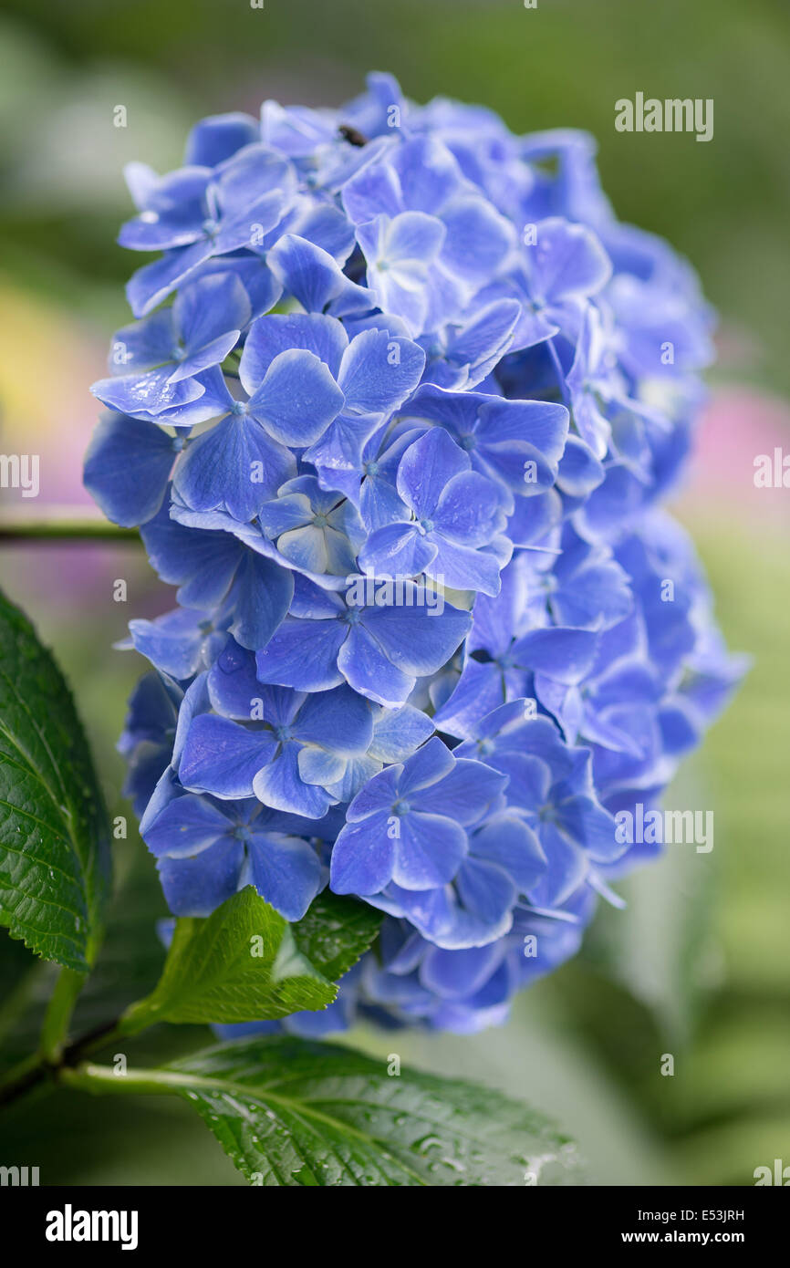 Blue hydrangea hi-res stock photography and images - Alamy