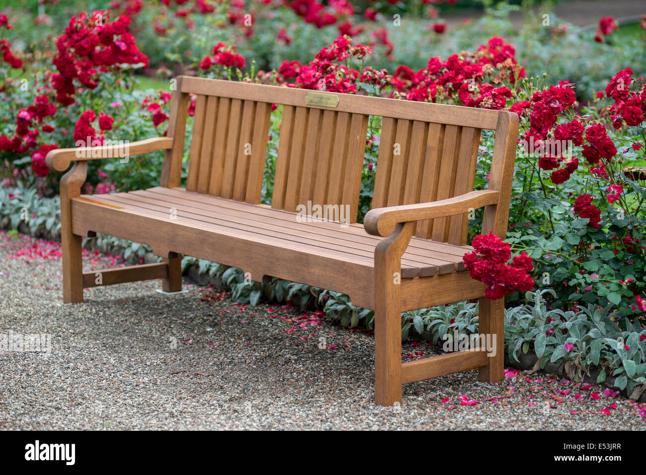 Park bench in blooming roses Stock Photo - Alamy