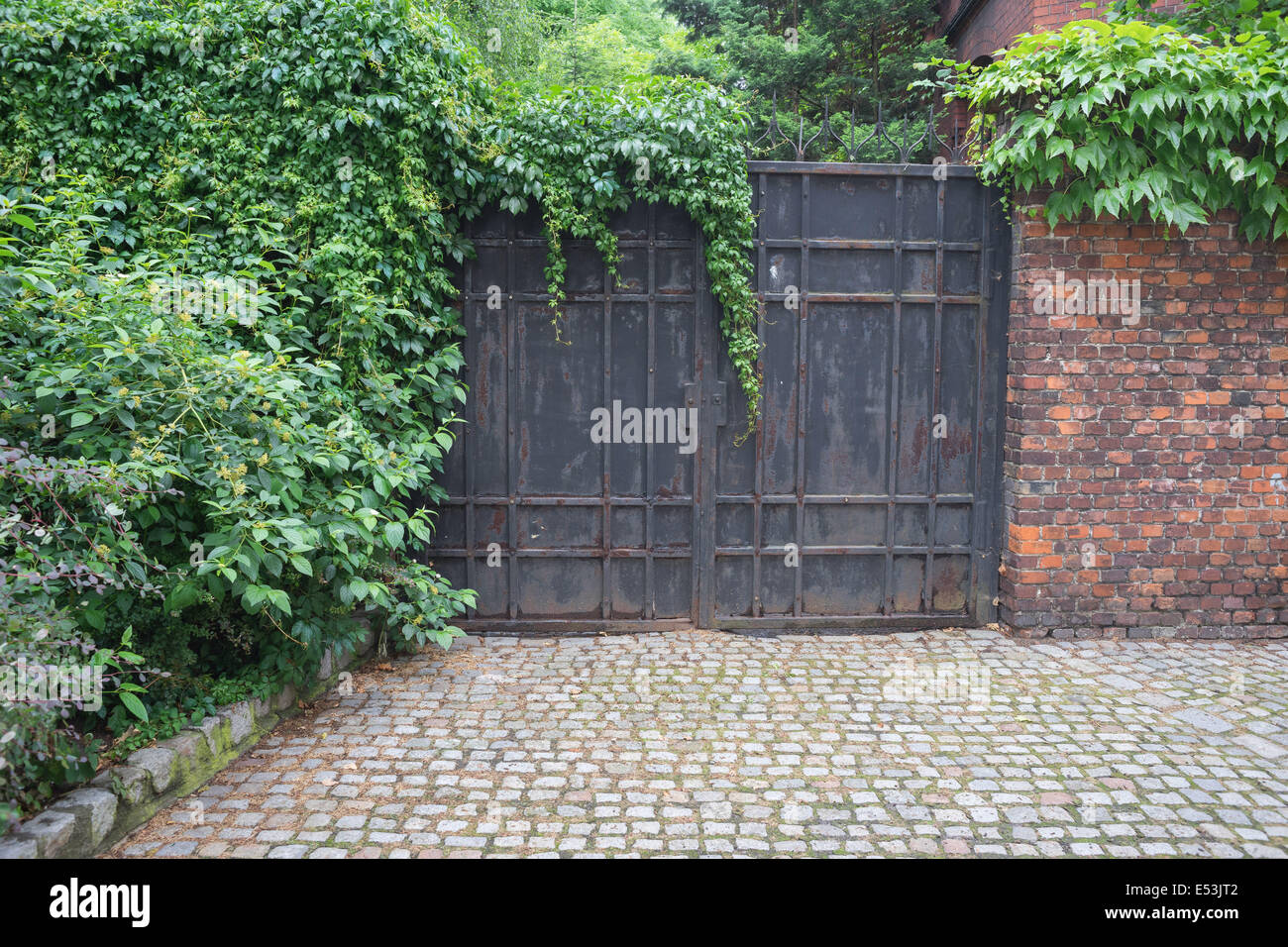 Old iron gate covered creeper hi-res stock photography and images - Alamy