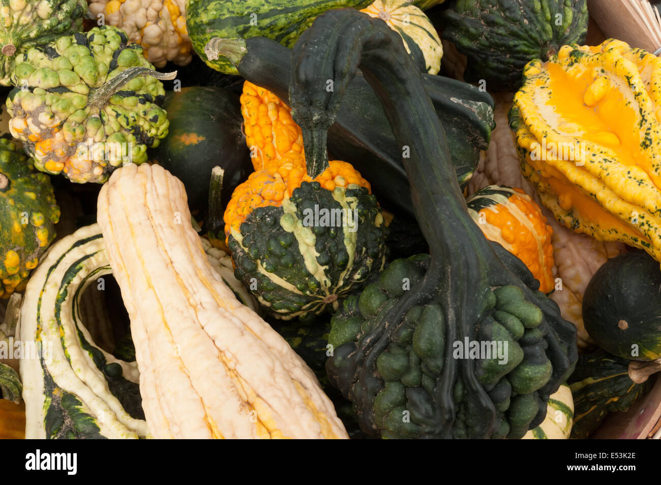 Assorted varieties of squash at a farm stand in Massachusetts Stock ...