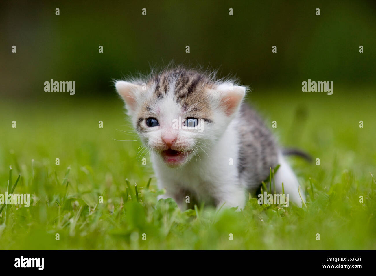 domestic Cat, kitten three weeks old walking on a meadow Stock Photo ...