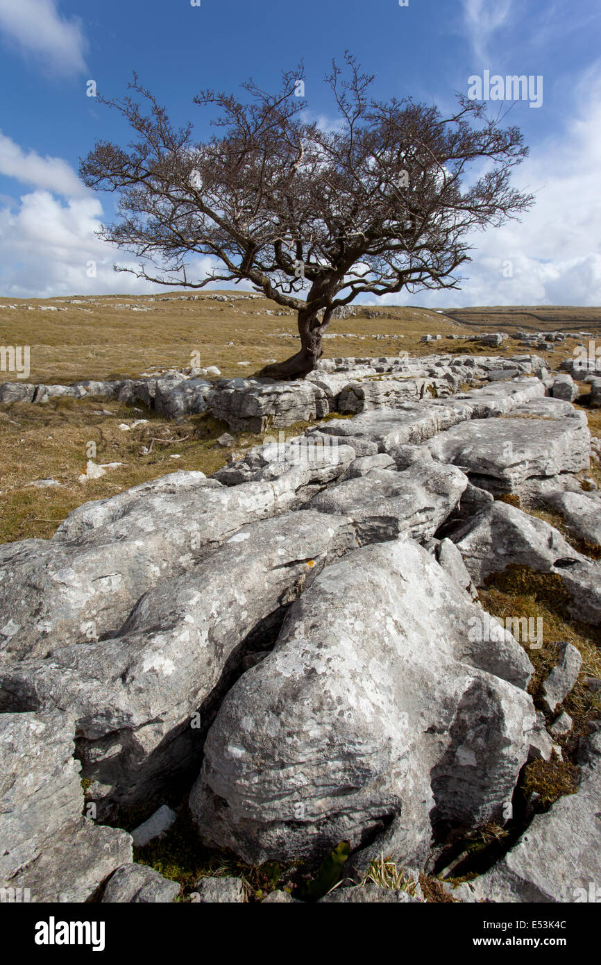 Limestone Pavement and Hawthorn Tree with spring blossom at Winskill ...