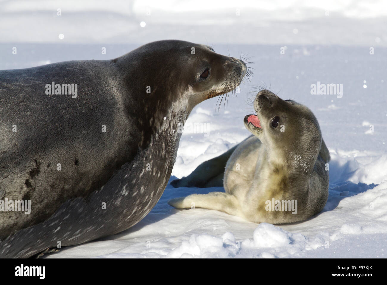 Leopard Seal Pup Leopard Seal Pup