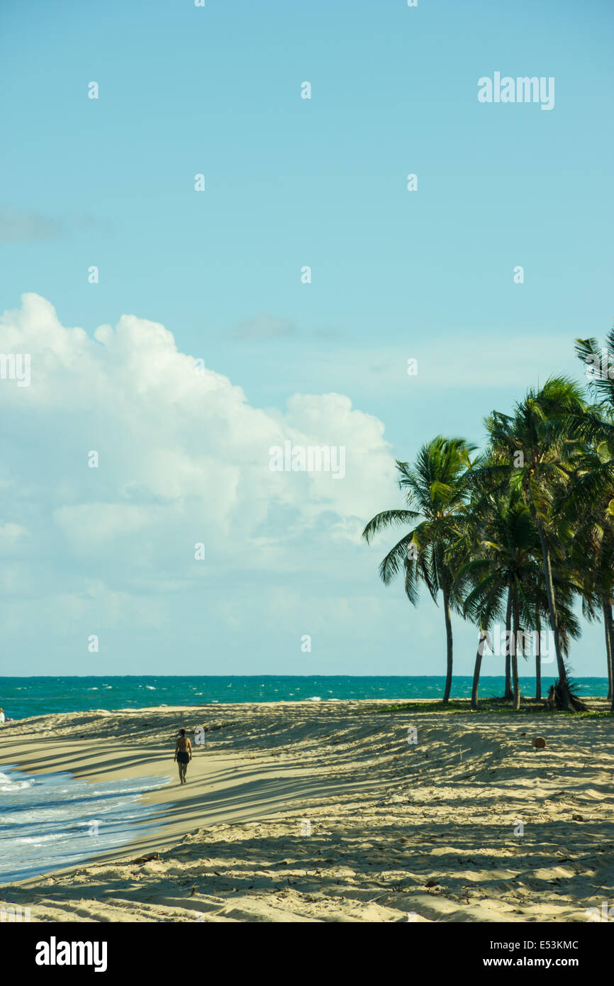 Desert Beach with Coconut Trees in North East of Brazil Stock Photo - Alamy