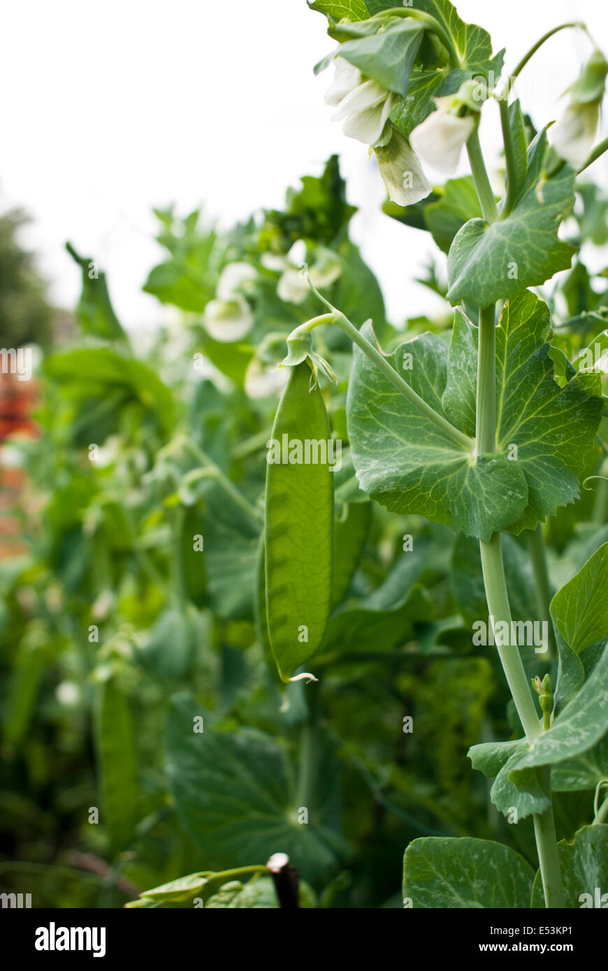 Vegetable patch growing peas Stock Photo - Alamy