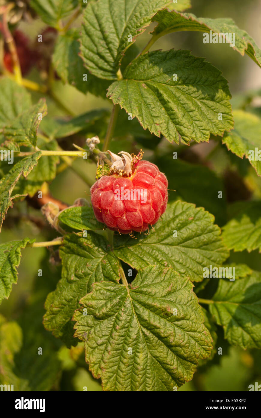 Raspberry, ripening berries Stock Photo - Alamy