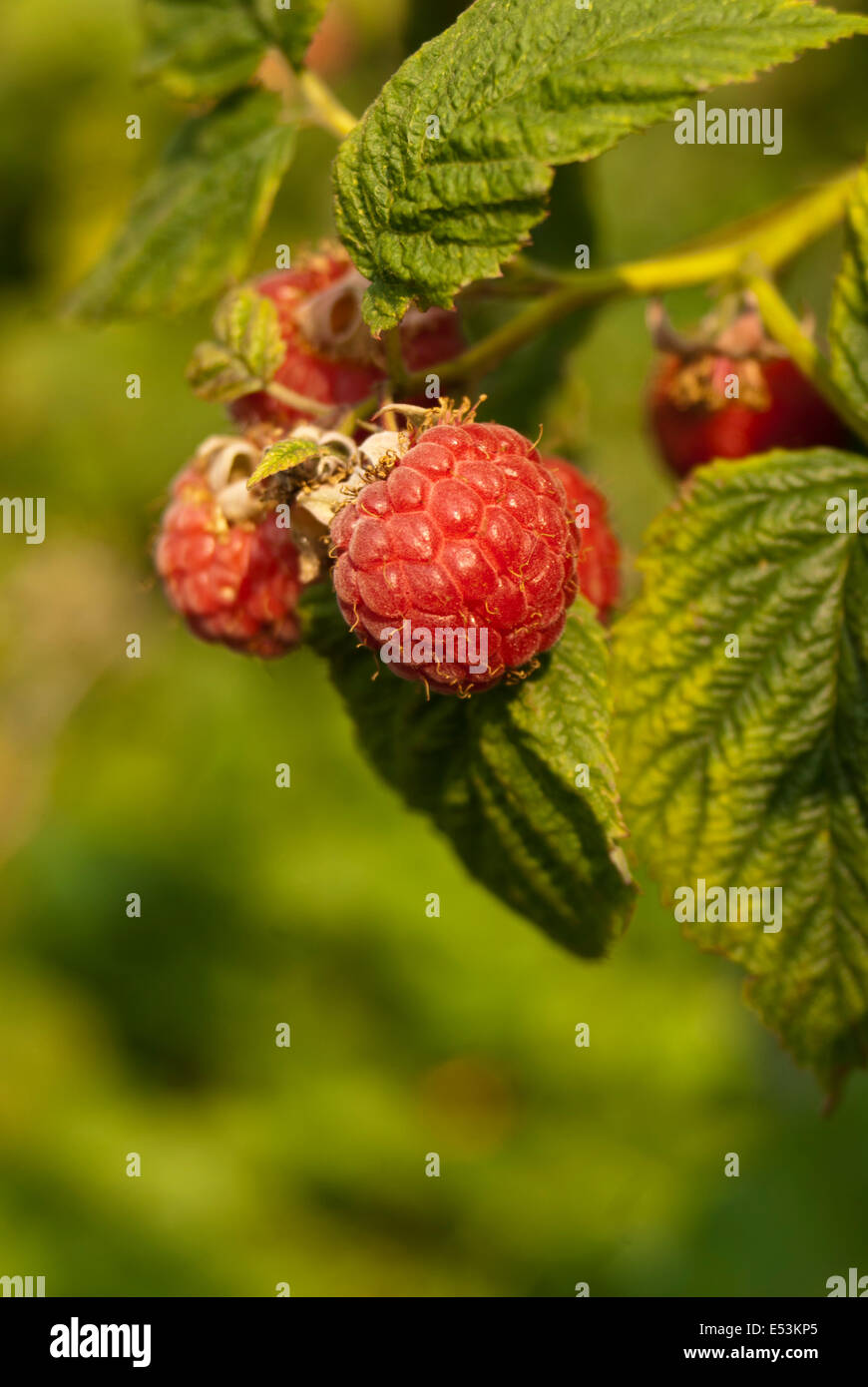 Raspberry, ripening berries Stock Photo - Alamy