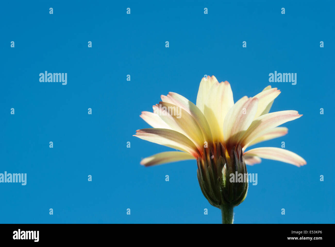 leucanthemum 'sunshine peach' Stock Photo - Alamy