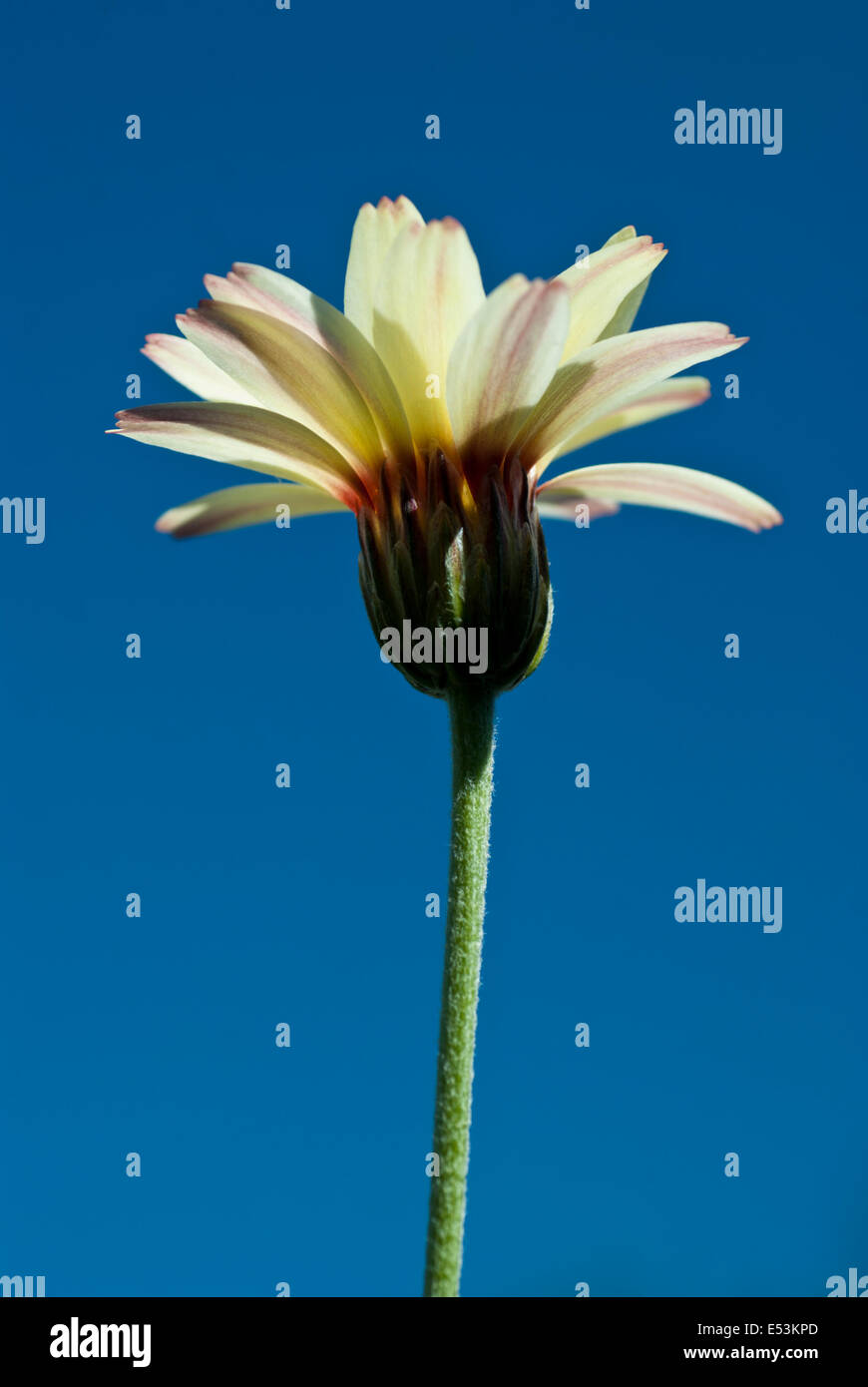 leucanthemum 'sunshine peach' Stock Photo - Alamy