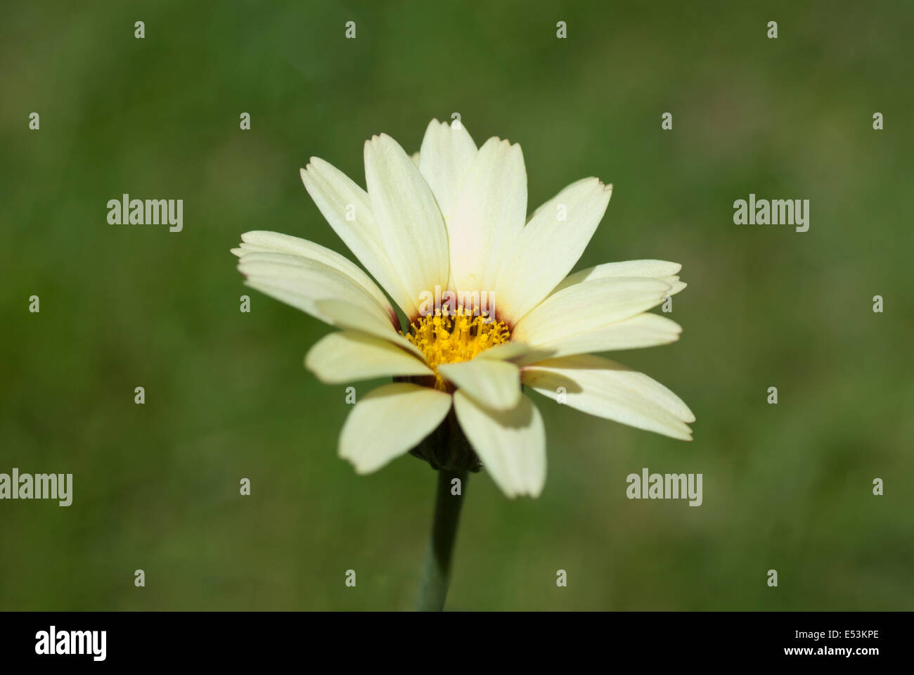 World peach garden hi-res stock photography and images - Alamy