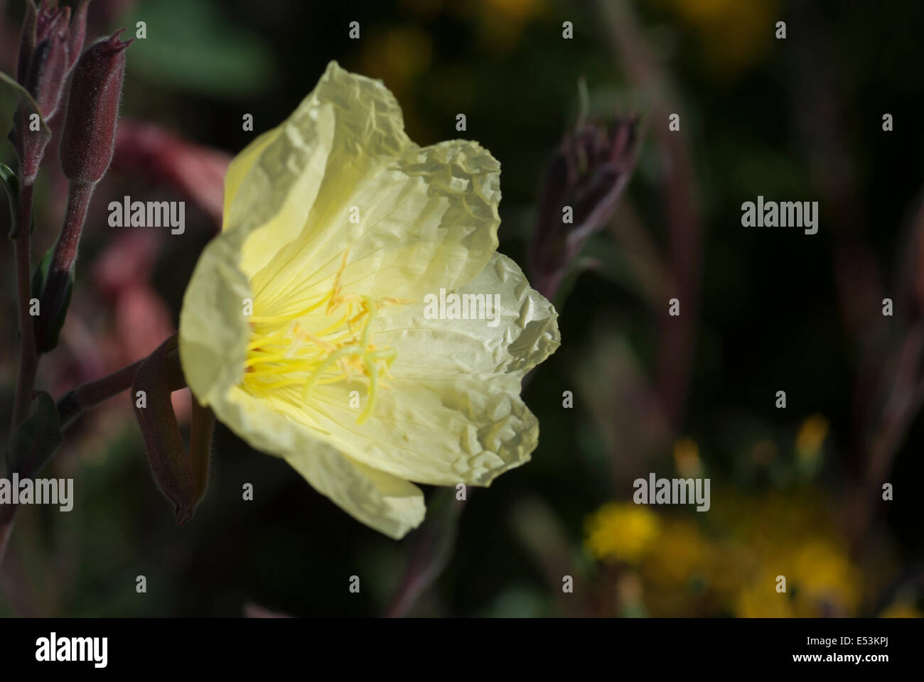 Oenothera 'Lemon sunset', (Evening primrose Stock Photo - Alamy