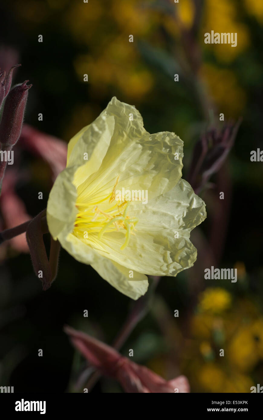 Oenothera 'Lemon sunset', (Evening primrose Stock Photo - Alamy