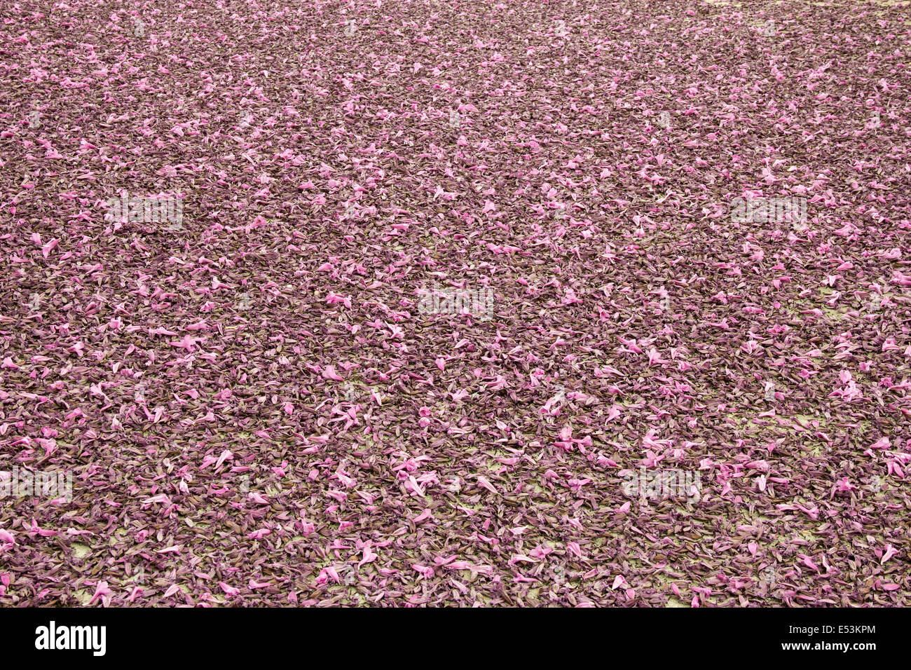 Full season hi-res stock photography and images - Alamy