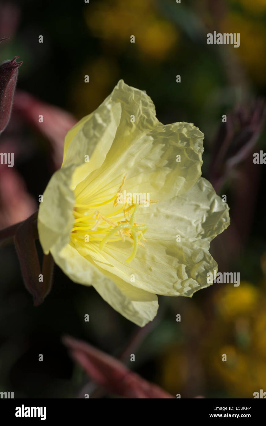 Oenothera 'Lemon sunset', (Evening primrose Stock Photo - Alamy