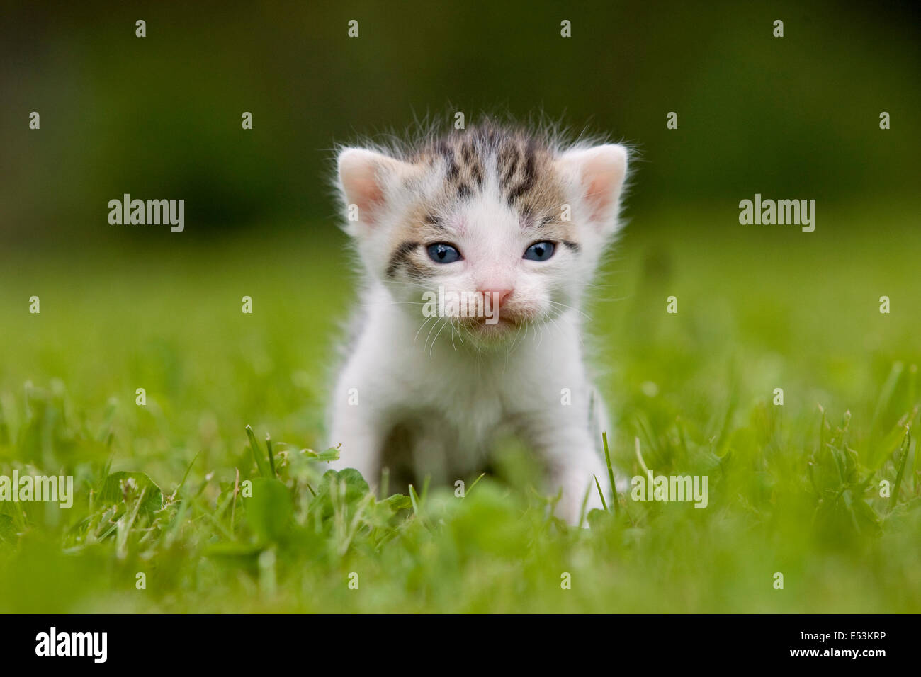 Three kittens and one cat hi-res stock photography and images - Alamy