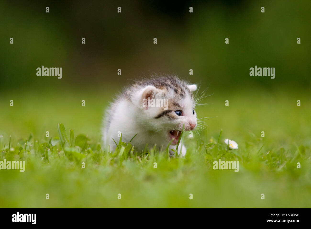 domestic Cat, kitten three weeks old walking on a meadow Stock Photo ...