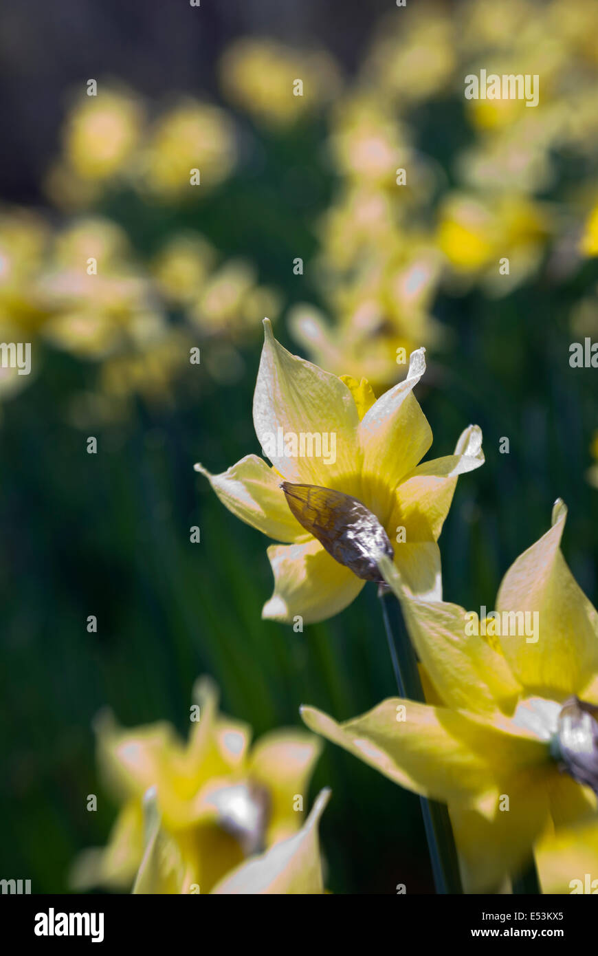 Distortion of nature hi-res stock photography and images - Alamy