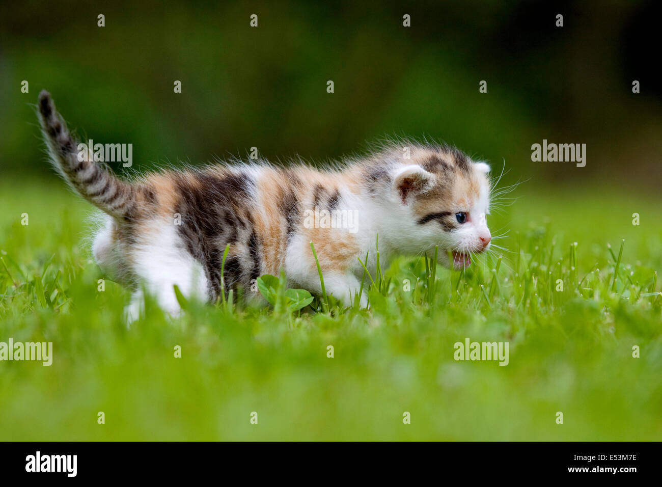 domestic Cat, kitten three weeks old walking on a meadow Stock Photo ...