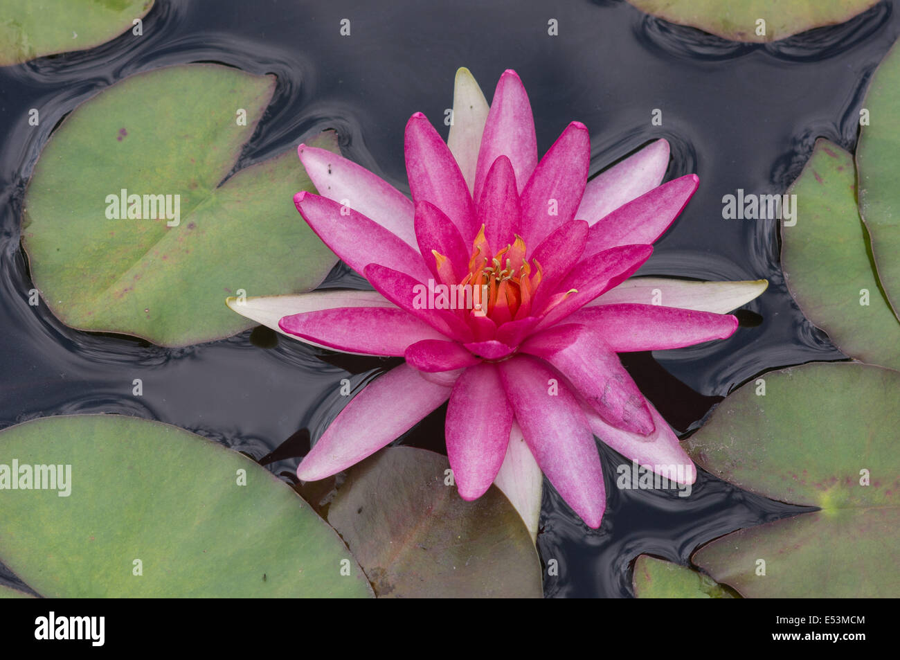 Pink water lily flower close up Nymphea Stock Photo - Alamy