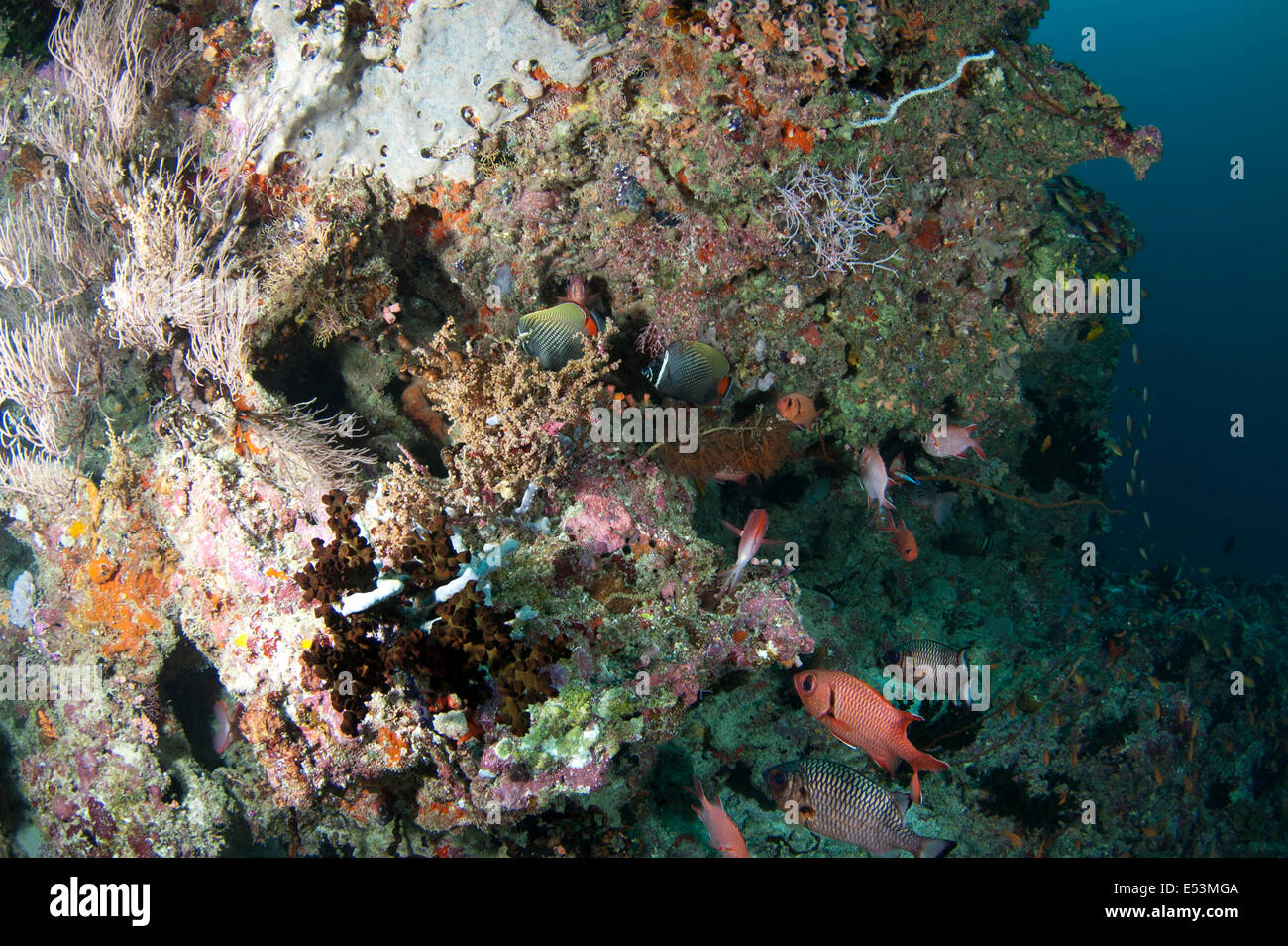 Bleaching of coral reefs hi-res stock photography and images - Alamy