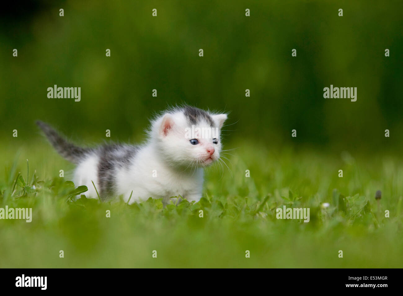 domestic Cat, kitten three weeks old walking on a meadow Stock Photo ...