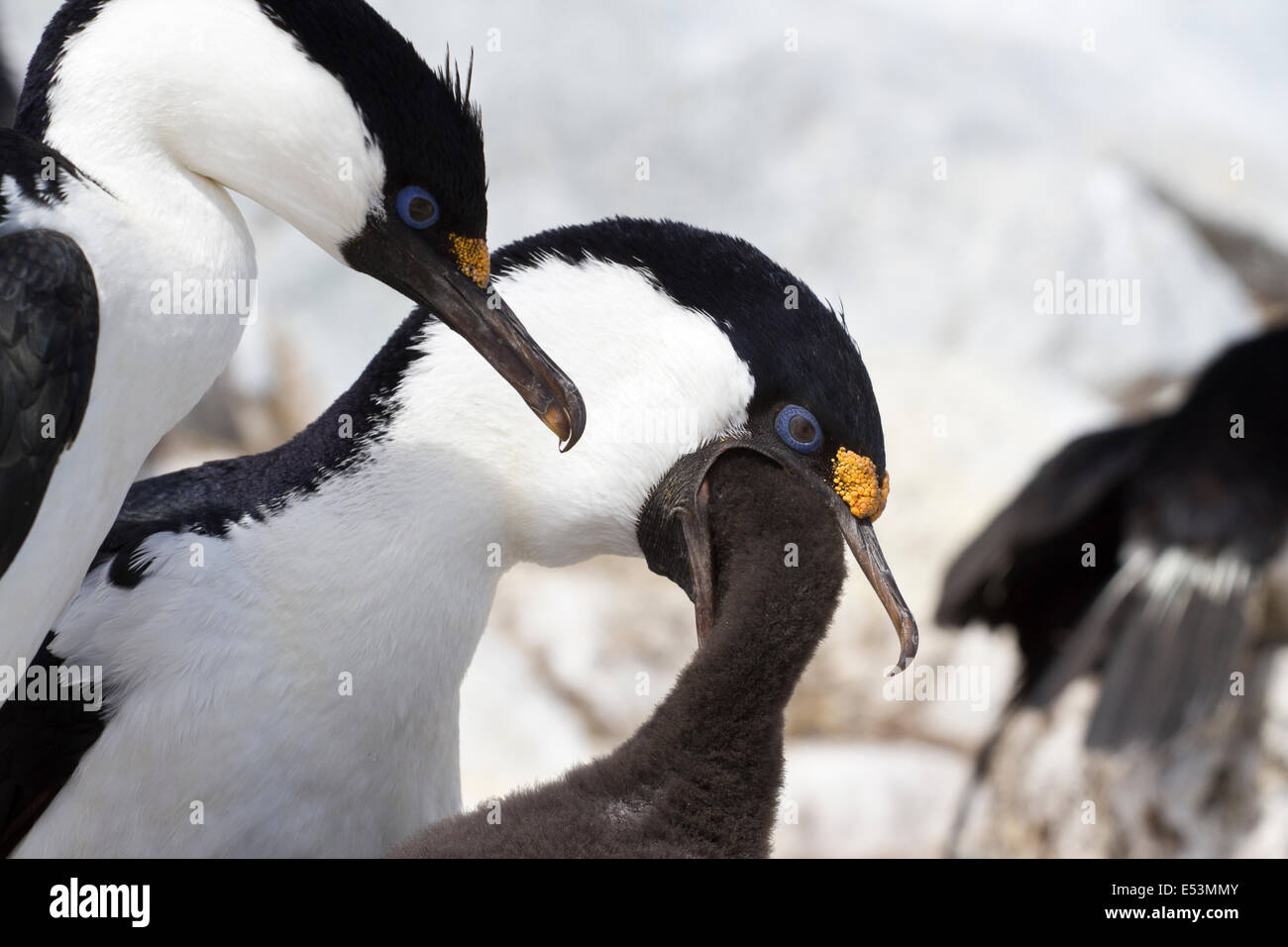 male and female blue-eyed Antarctic cormorant that feeds the chick in ...