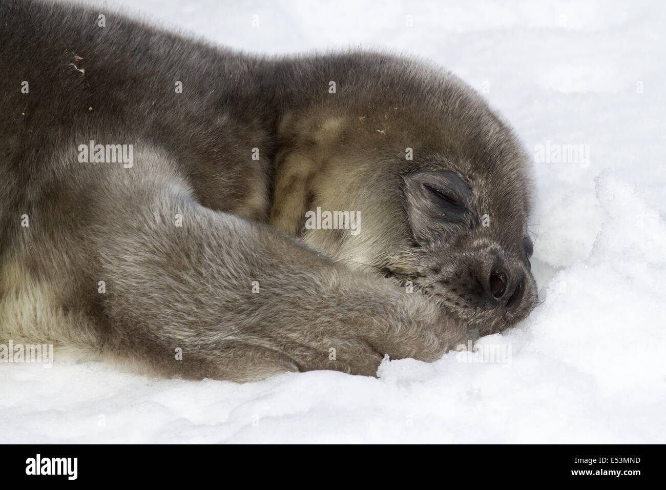 Weddell seal pup lying on snow and holding his paw in his mouth Stock ...