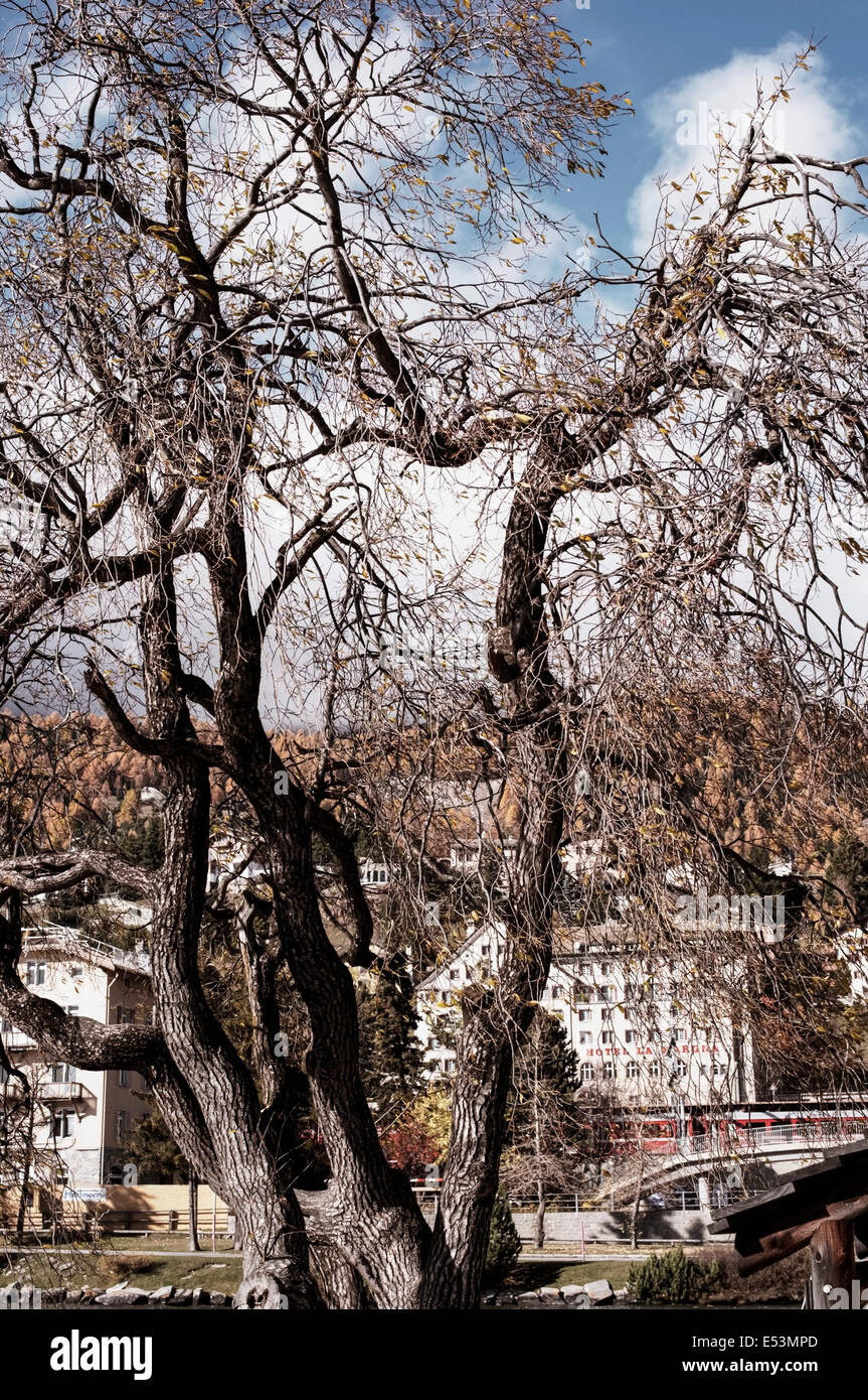 a tree without leaves and st. moritz bad village in the background ...