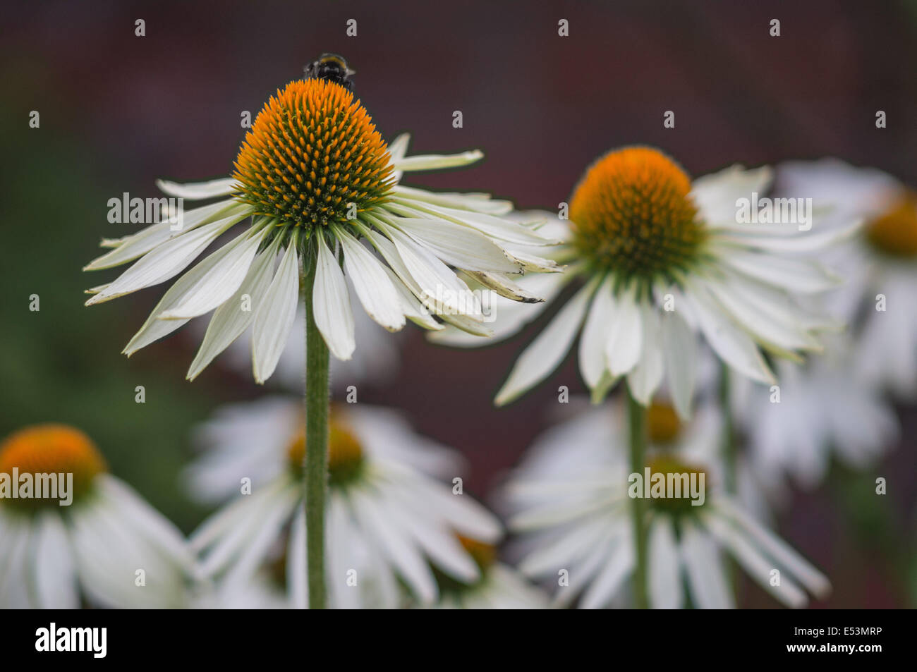 White cone flowers close up Echinacea purpurea alba Stock Photo - Alamy