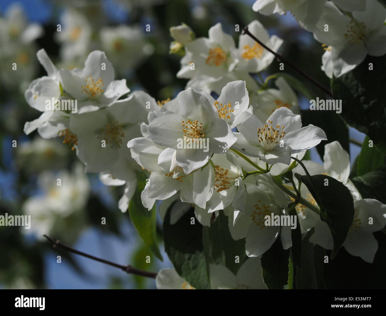 white Mock orange flowers (Philadelphus sp) with yellow stamens sunlit ...