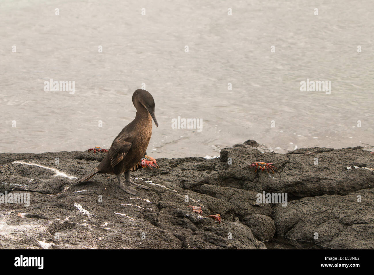 Flightless Cormorant on the shore in Galapagos Islands Stock Photo - Alamy