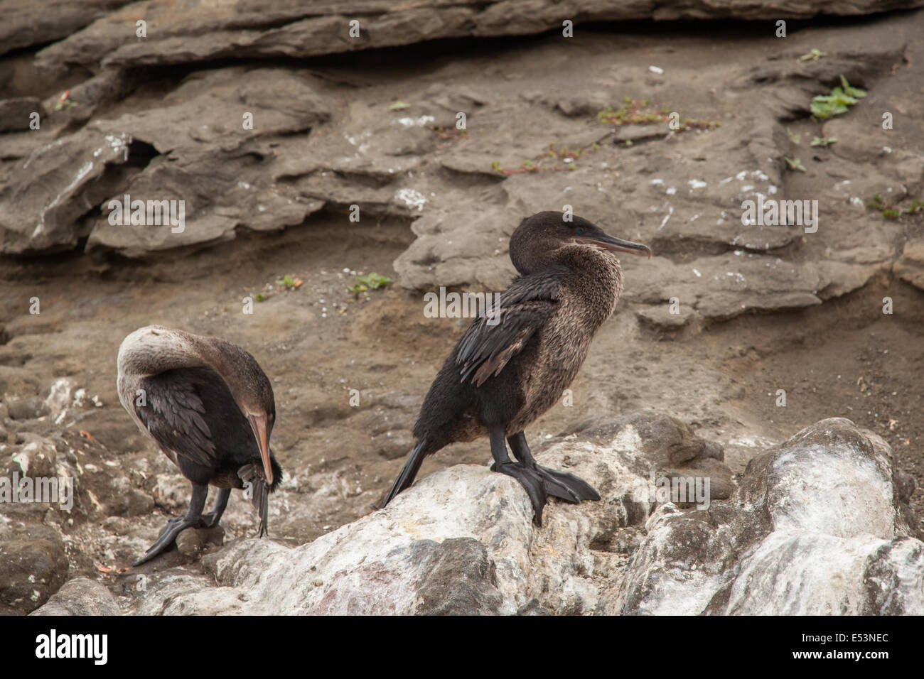 Flightless Cormorants on the shore in Galapagos Islands Stock Photo - Alamy
