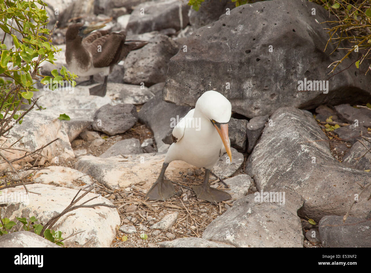 Nazca bird hi-res stock photography and images - Alamy