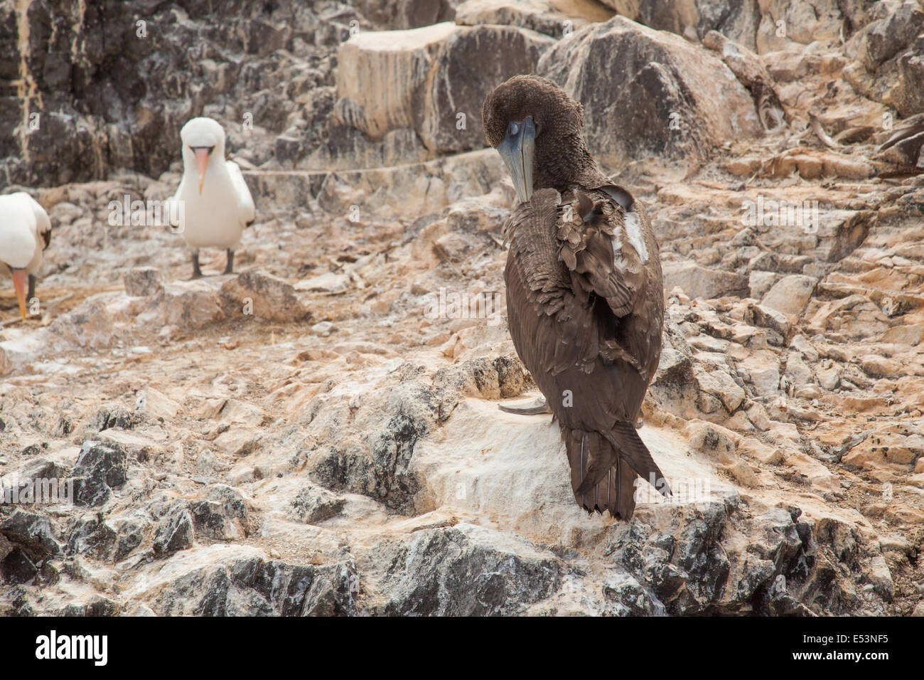 Flightless Cormorant and Nazca Booby Bird Stock Photo - Alamy