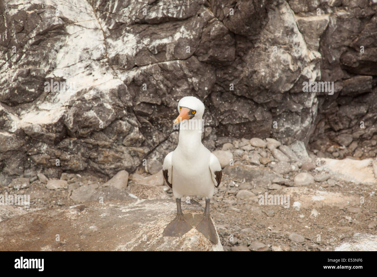 Nazca Booby Bird Stock Photo - Alamy