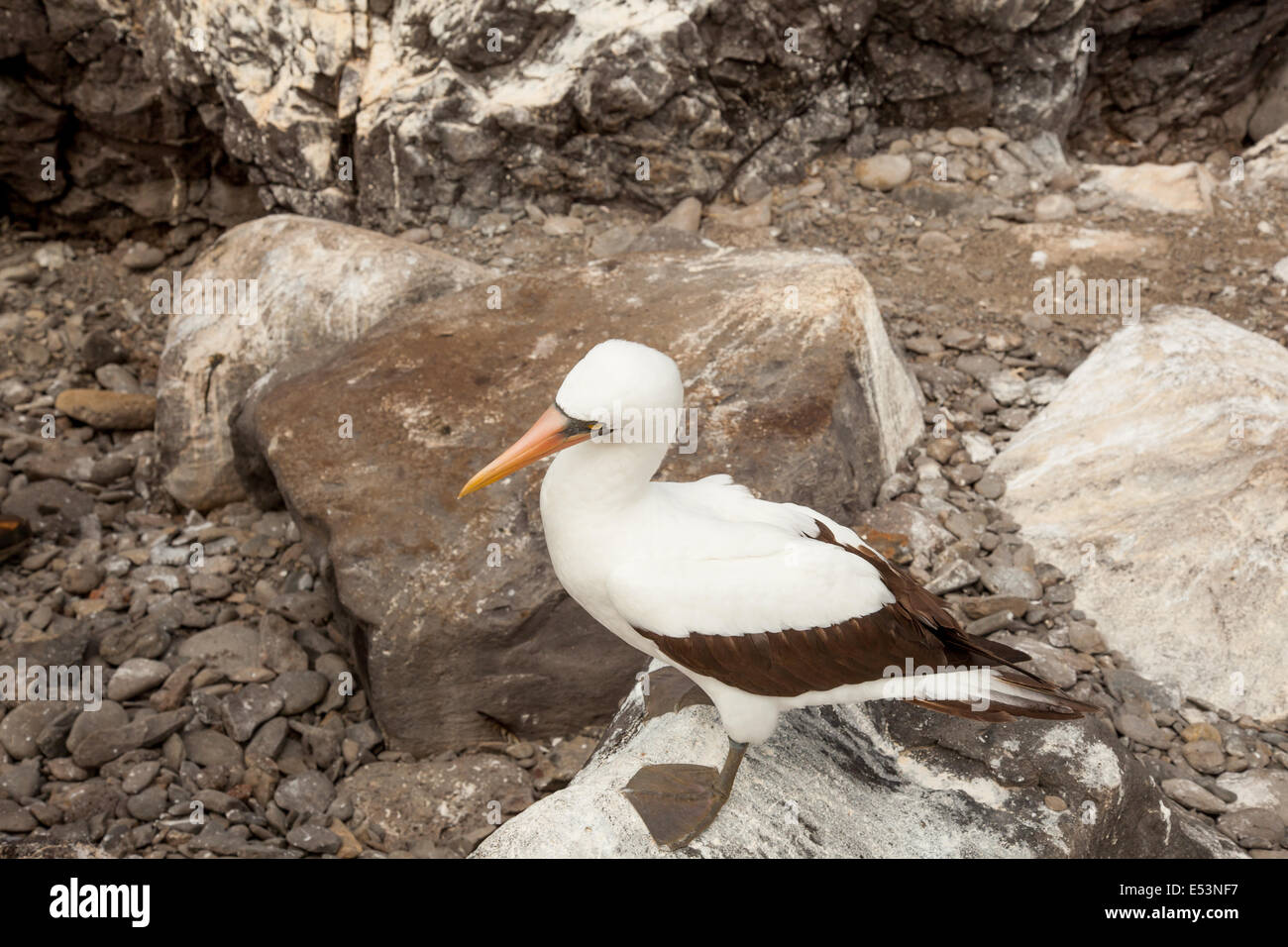 Galapagos masked booby bird hi-res stock photography and images - Alamy