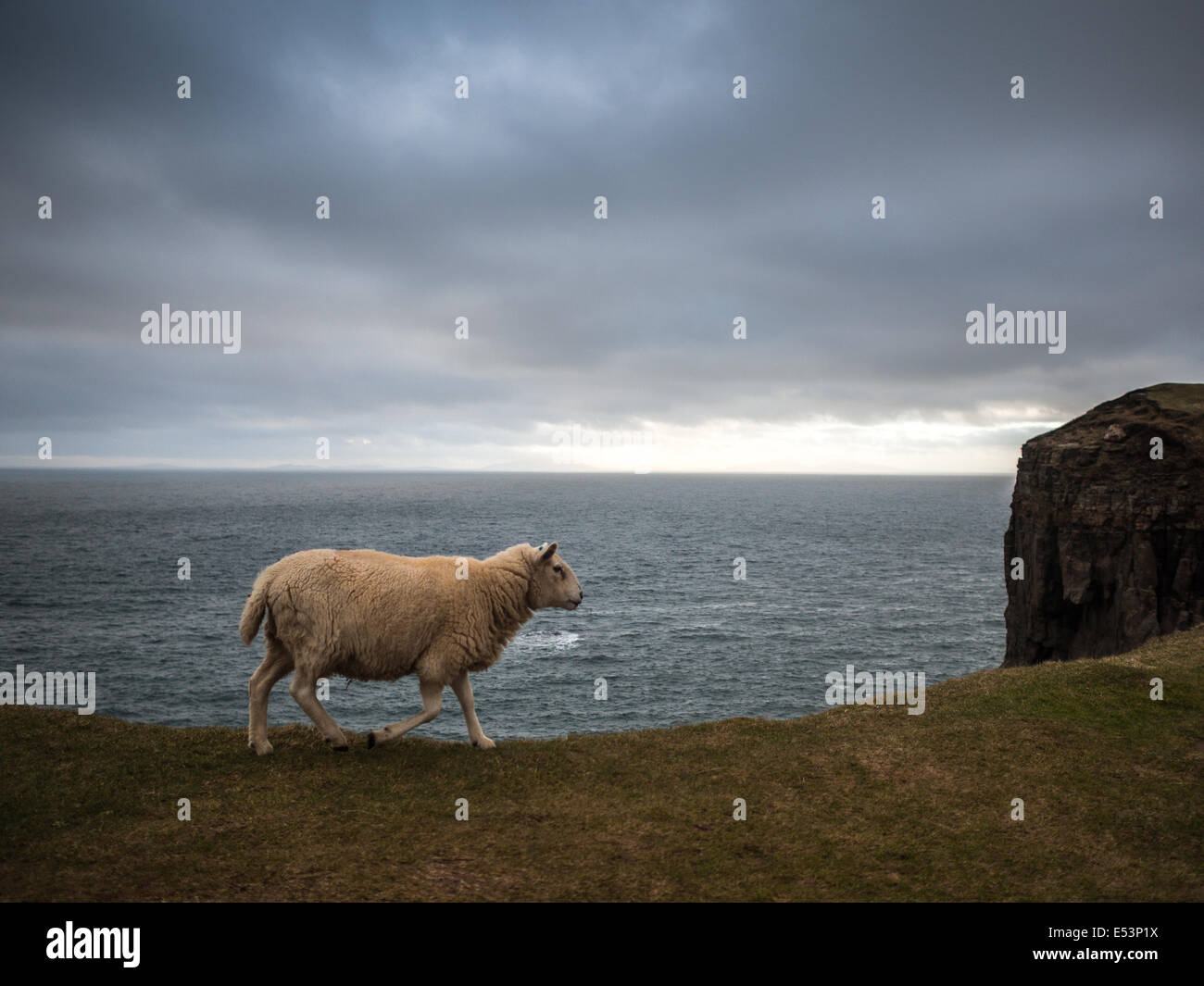 Sheep in Neist Point Stock Photo - Alamy