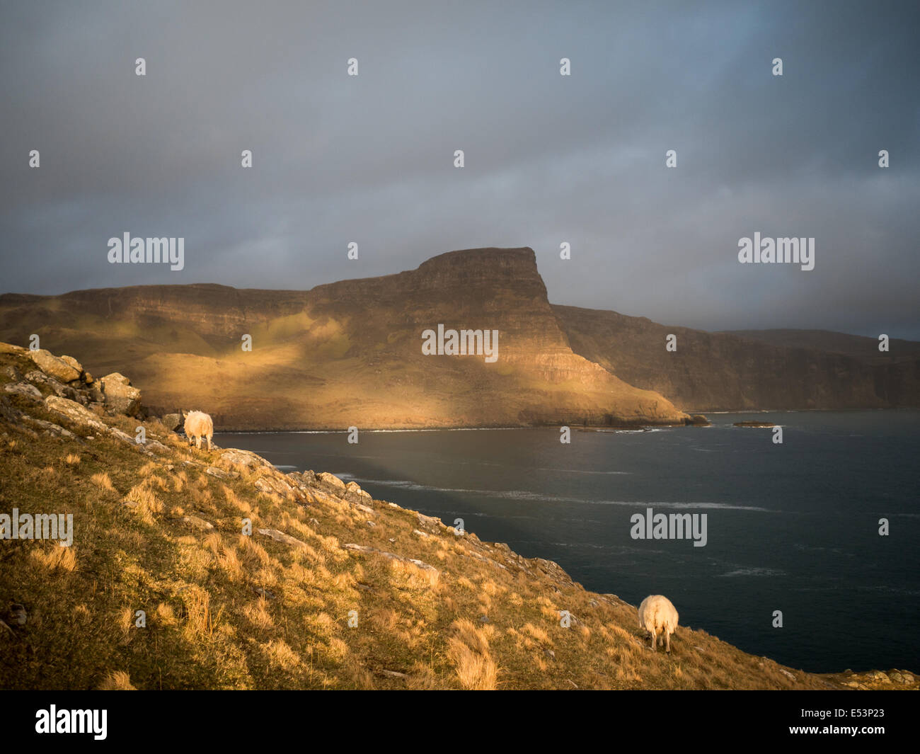 Sheep in the sunset light at Neist Point Stock Photo - Alamy