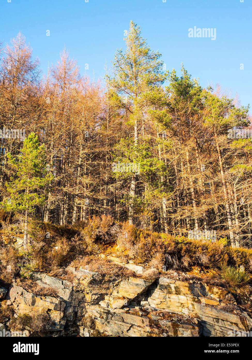 Pine tree and rocks hi-res stock photography and images - Alamy
