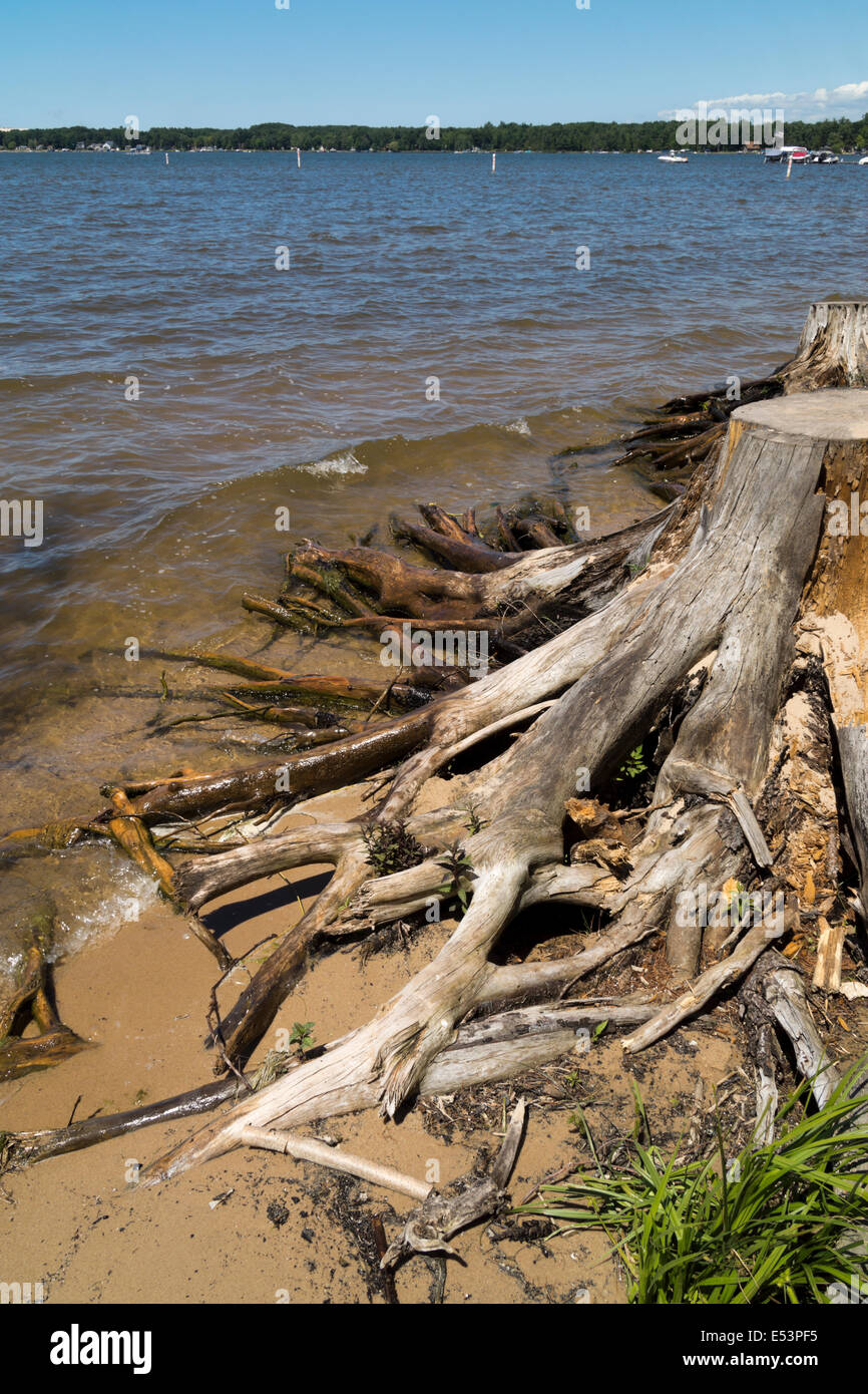 Gnarled beach stump hi-res stock photography and images - Alamy