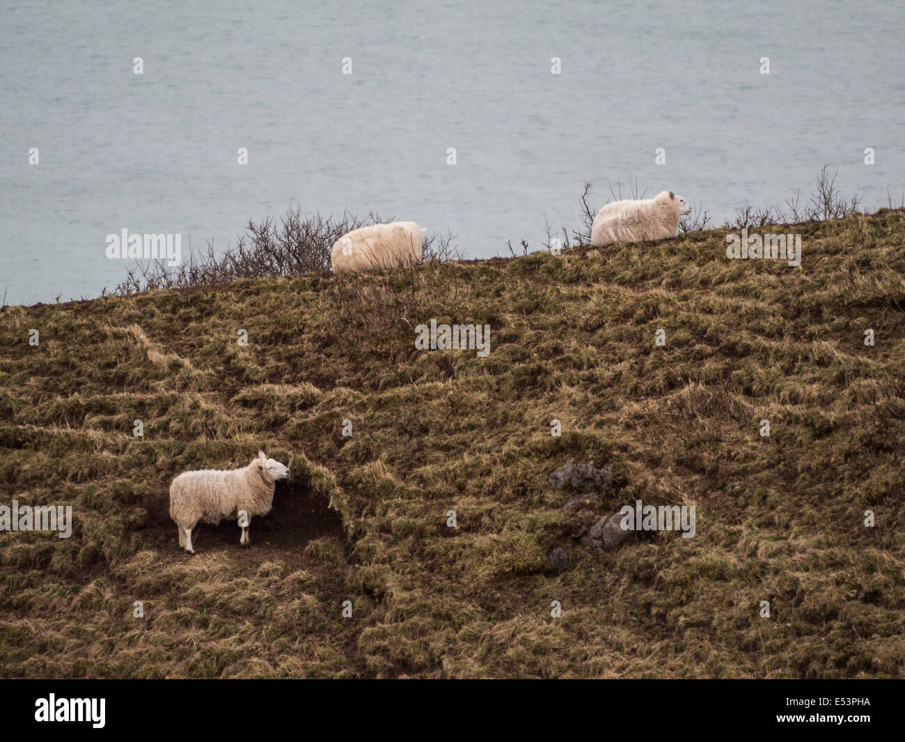 Sheep by the sea Stock Photo - Alamy