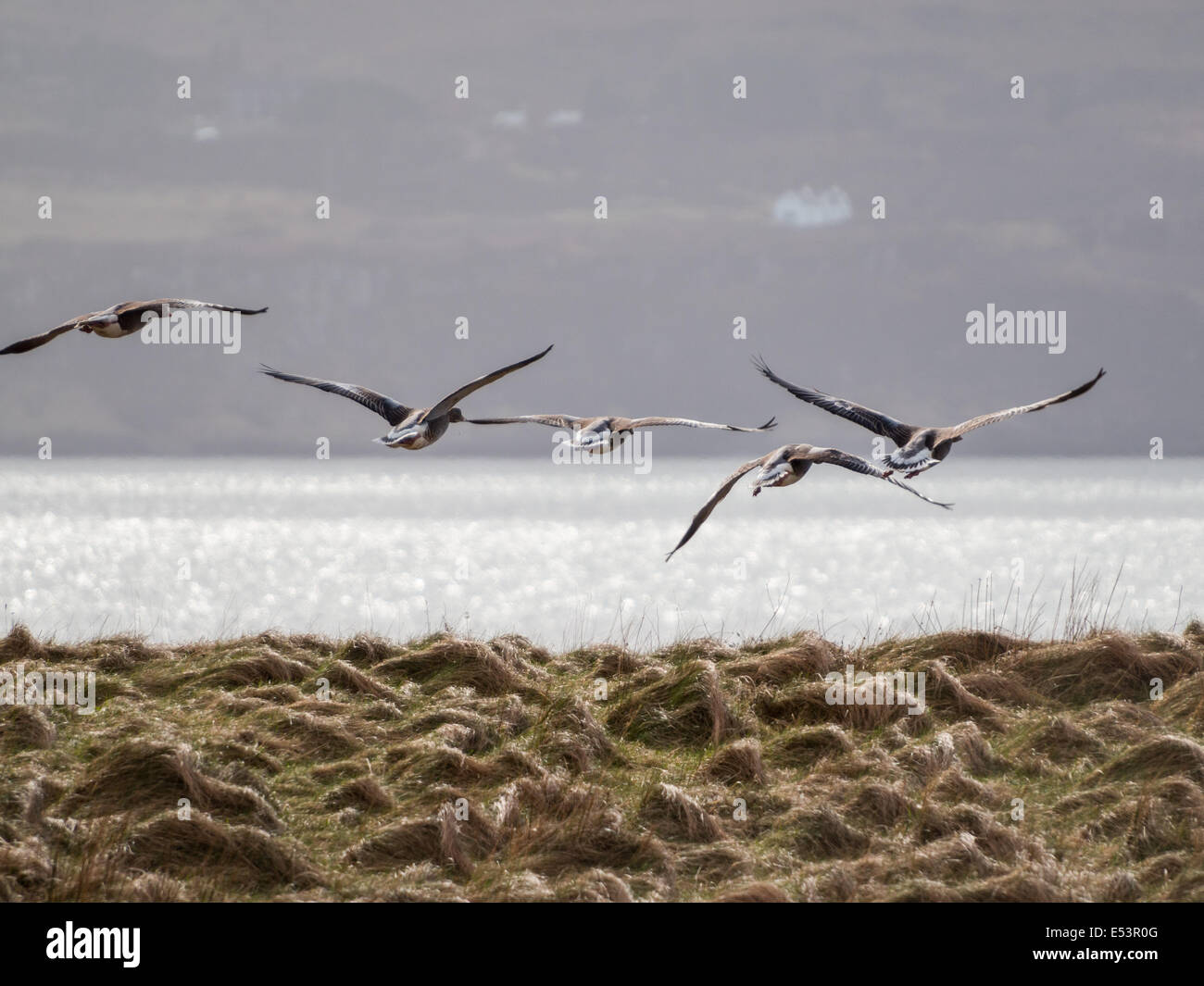 Wild geese flying Stock Photo - Alamy