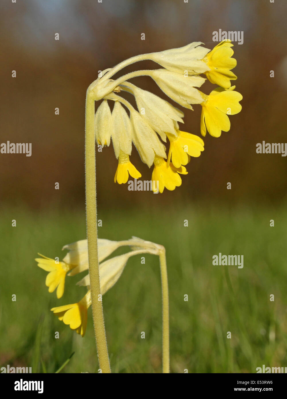 Cowslip primula veris hi-res stock photography and images - Alamy