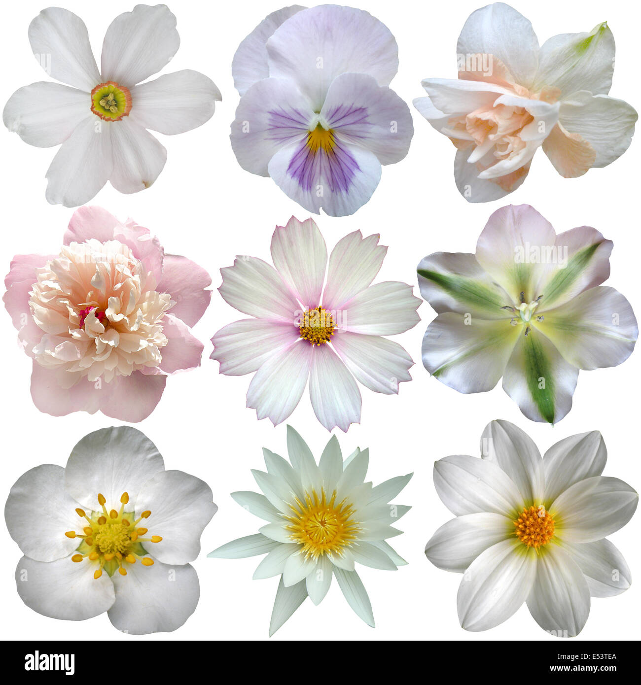 Set of white spring flowers Stock Photo - Alamy