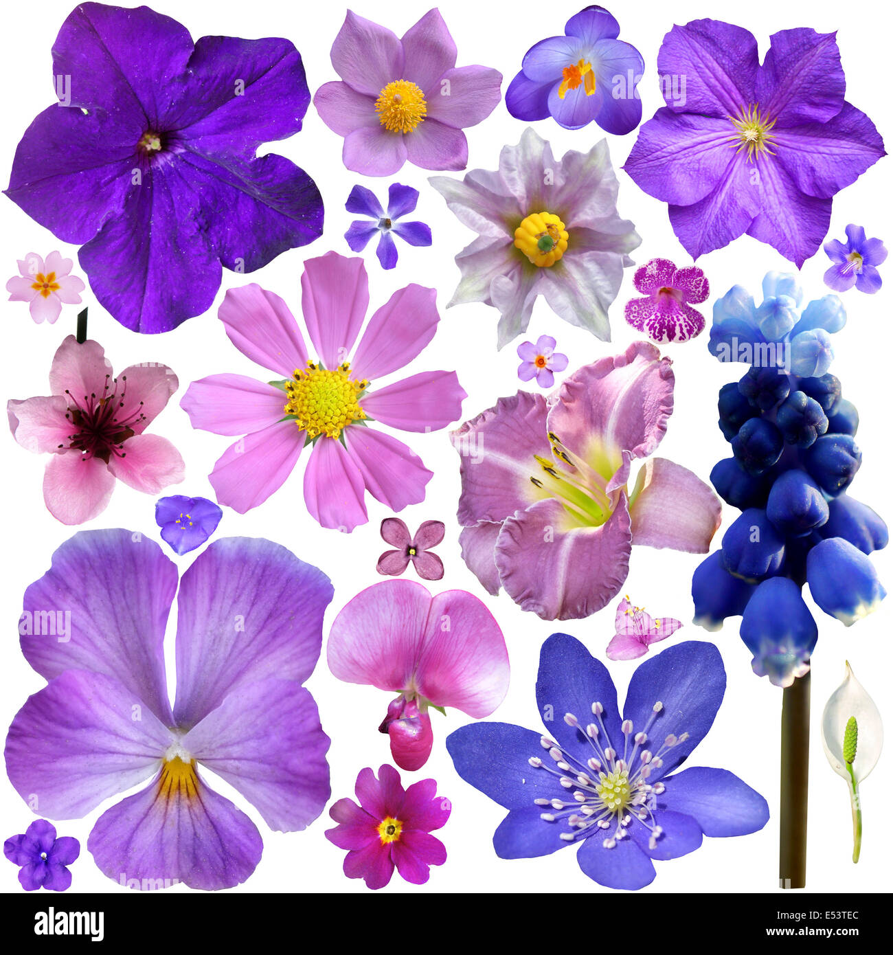 Collection of blue, purple flowers isolated on white background Stock ...