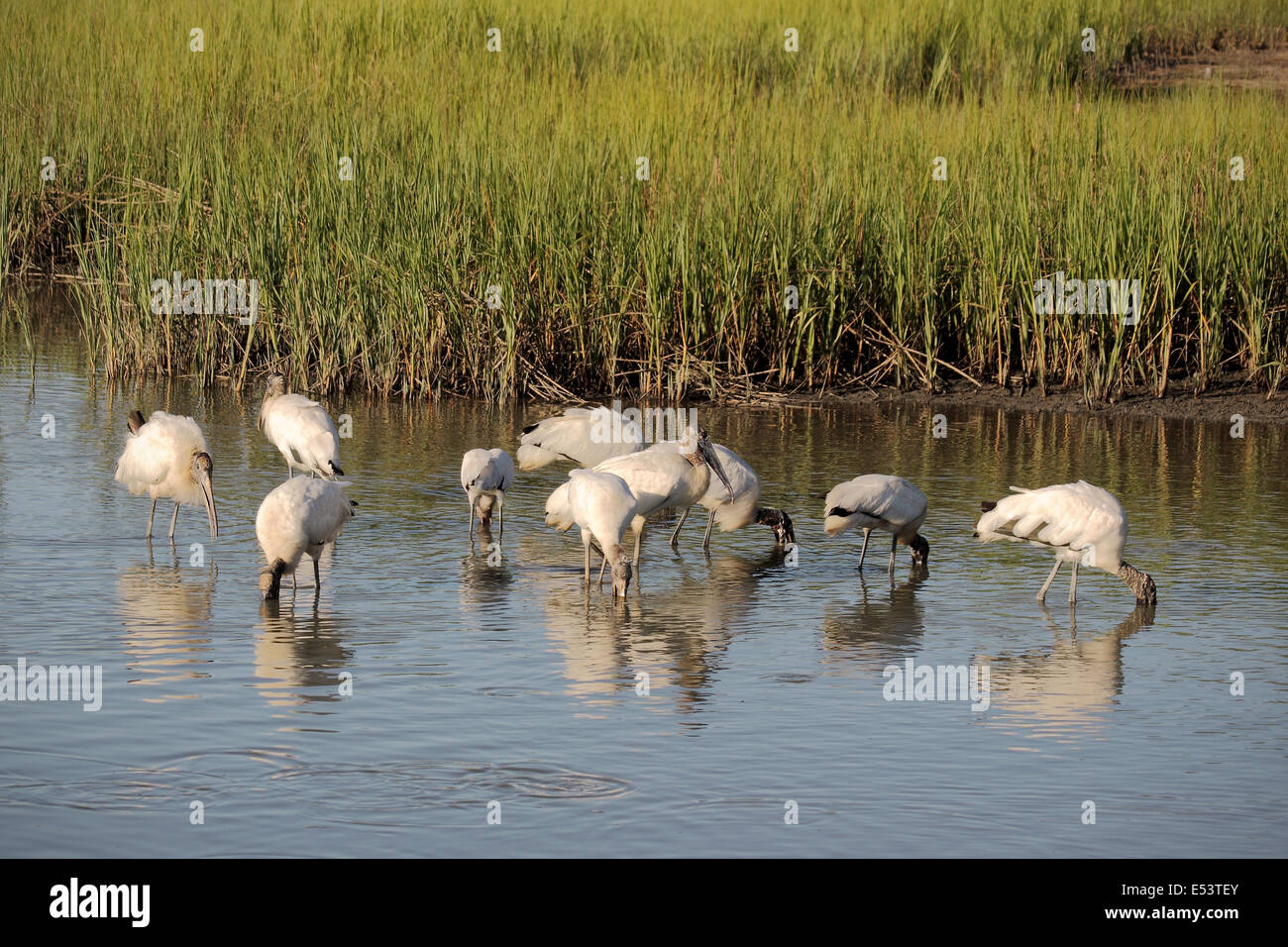 A group of American Wood Storks feed while wading in a coastal wetland ...