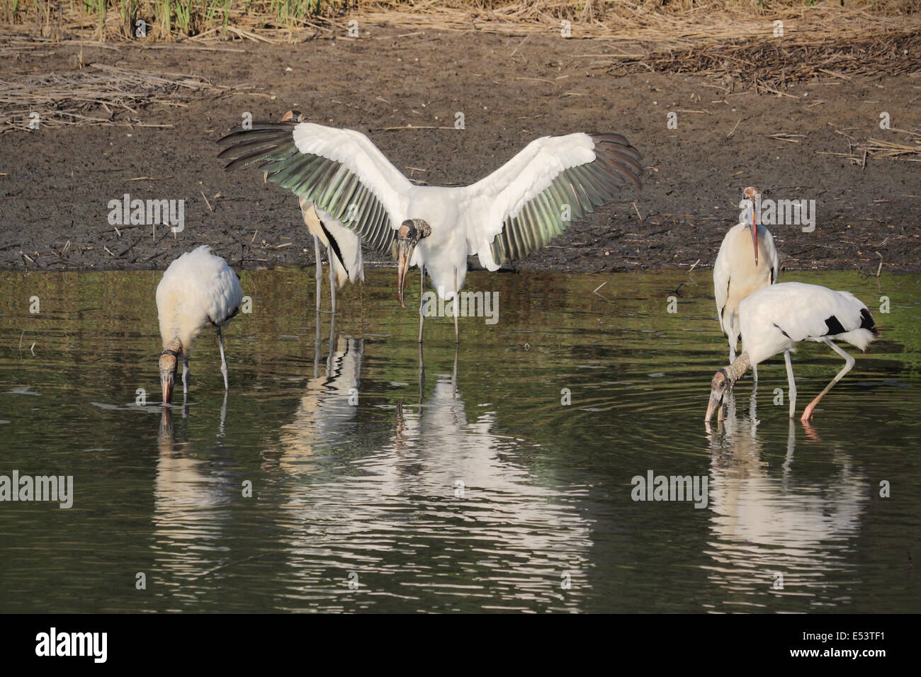 American wood stork mycteria americana hi-res stock photography and ...