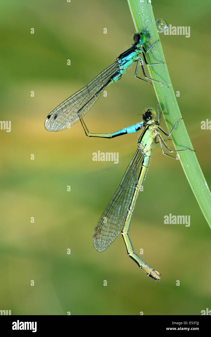 Mating animal hi-res stock photography and images - Alamy