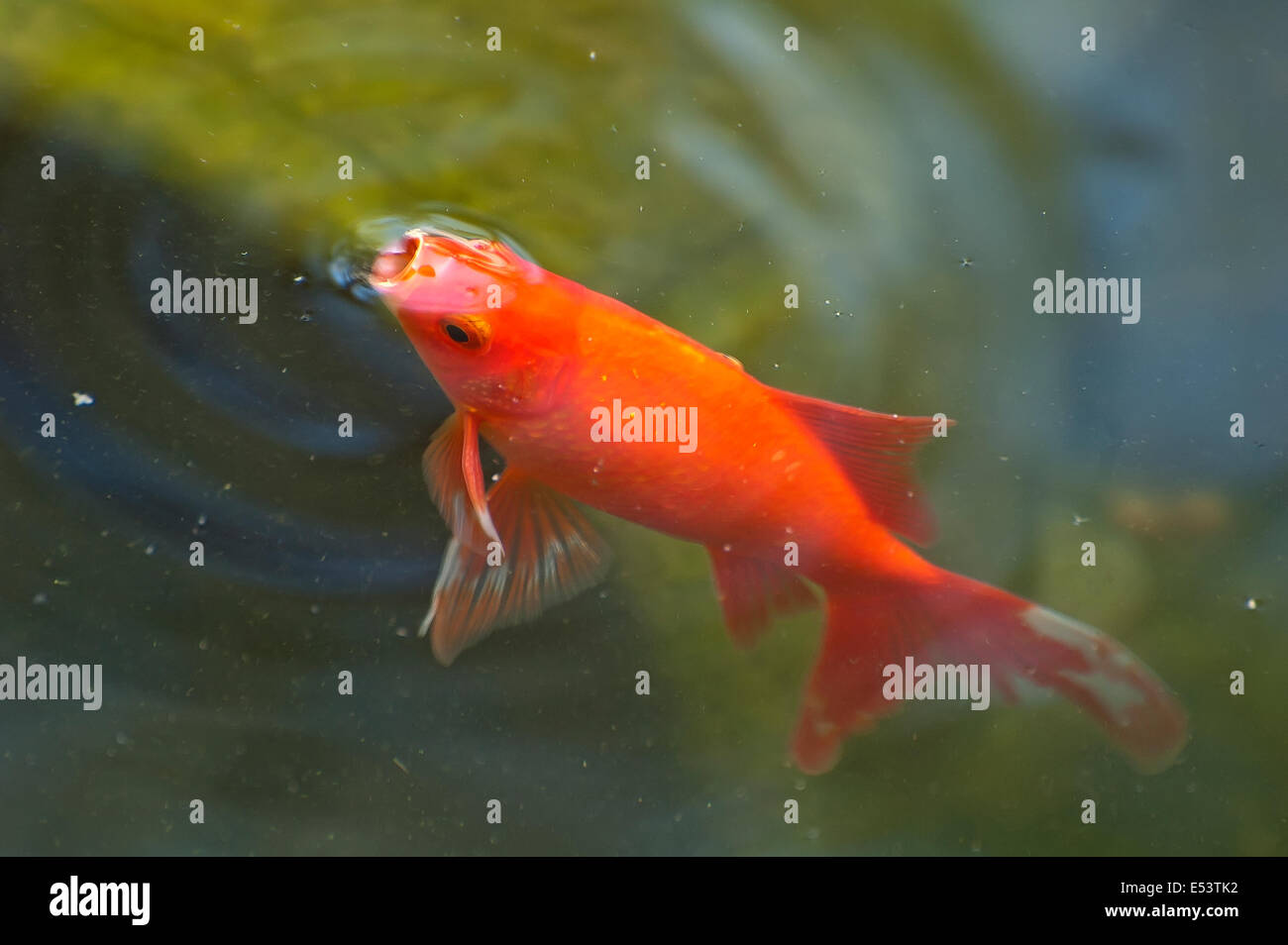 Gold fish hi-res stock photography and images - Alamy